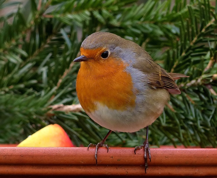 The sound of the Robin on Radio 3 — 4barsrest